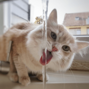 Cat Dental Care Treatment Near 99206 - Elevated Pet Dentistry